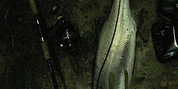 Rod Basics – Rock Solid Custom Rods